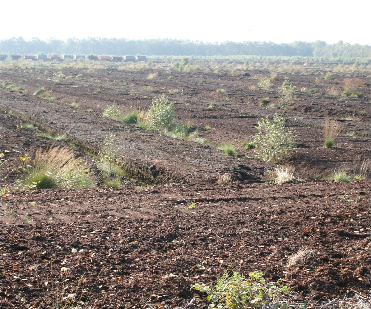 Sulingen - Sehenswürdigkeiten und Freizeitaktivitäten.